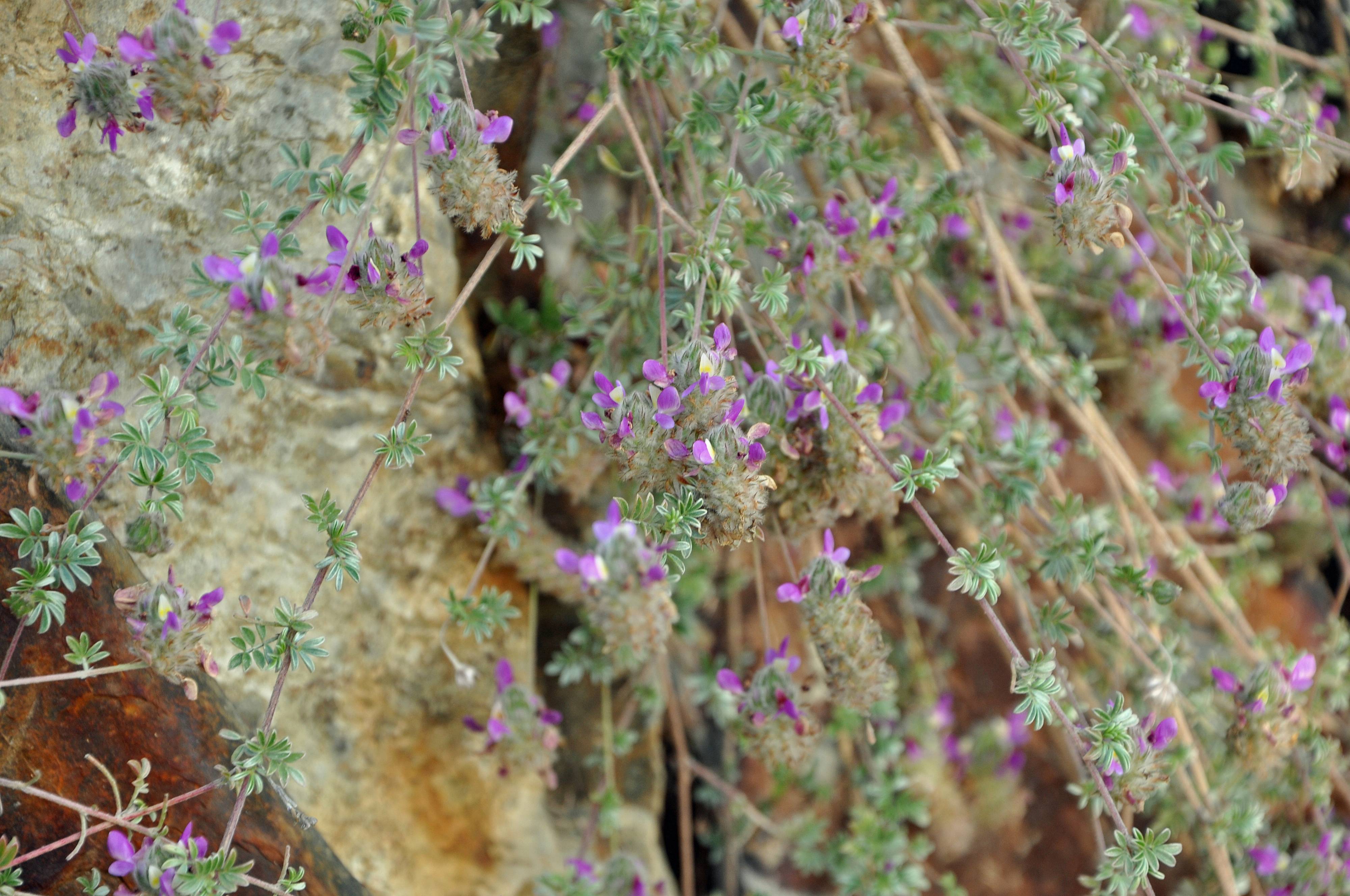 Dalea greggii - Trailing Indigo Bush | PlantMaster