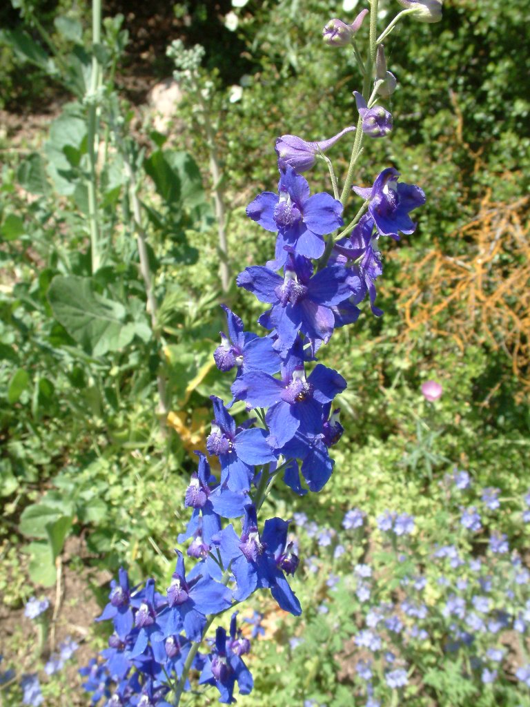Blue Larkspur Flower