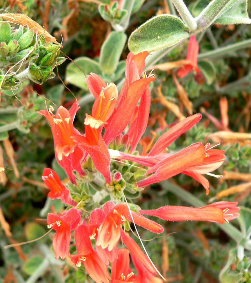Dicliptera suberecta - Hummingbird Bush | PlantMaster