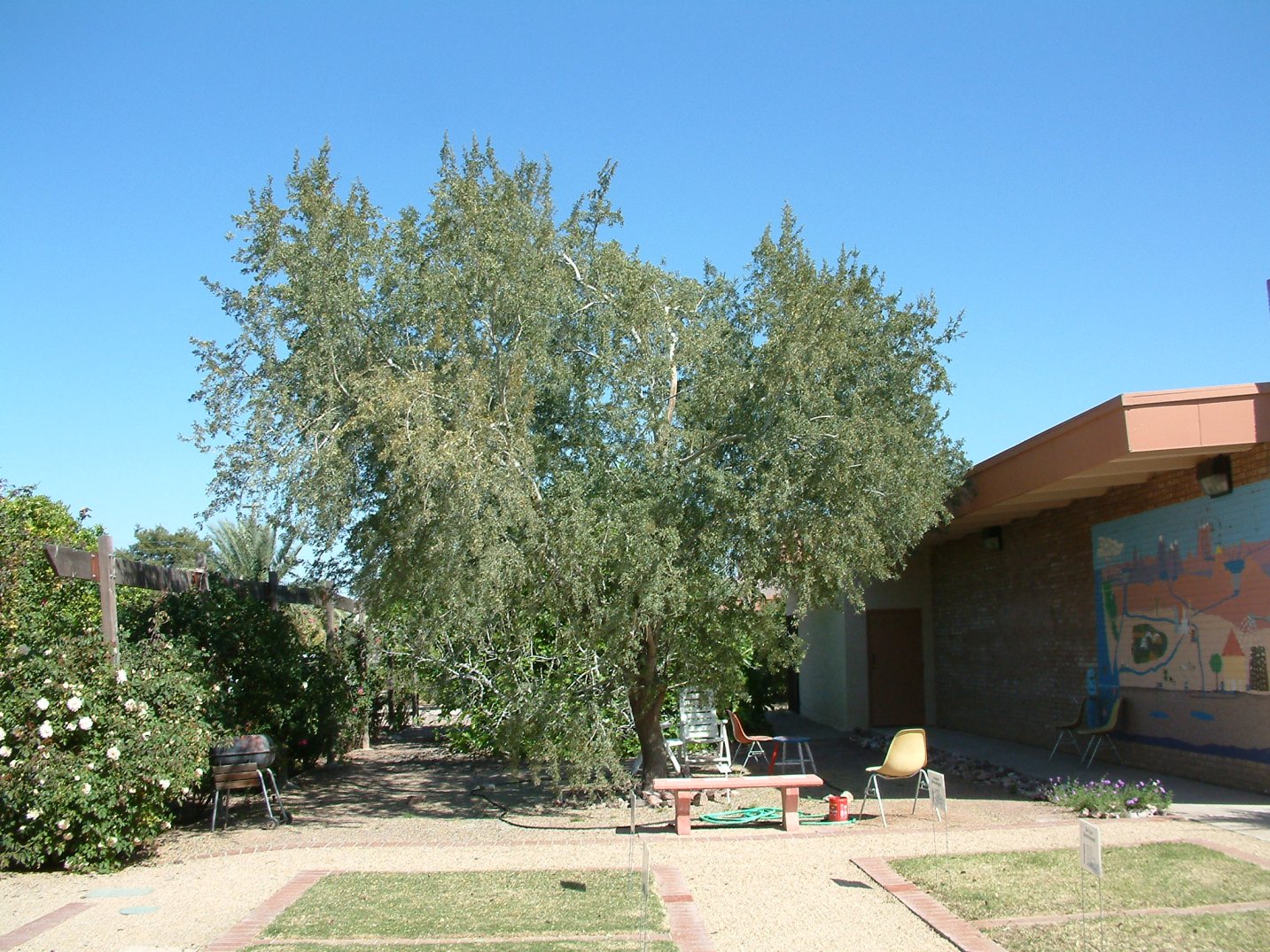 Olneya tesota - Desert Ironwood | PlantMaster