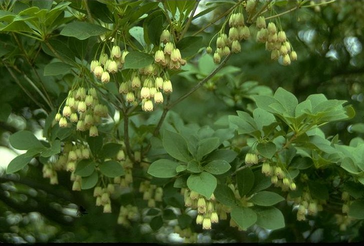 Enkianthus campanulatus - Redvein Enkianthus | PlantMaster