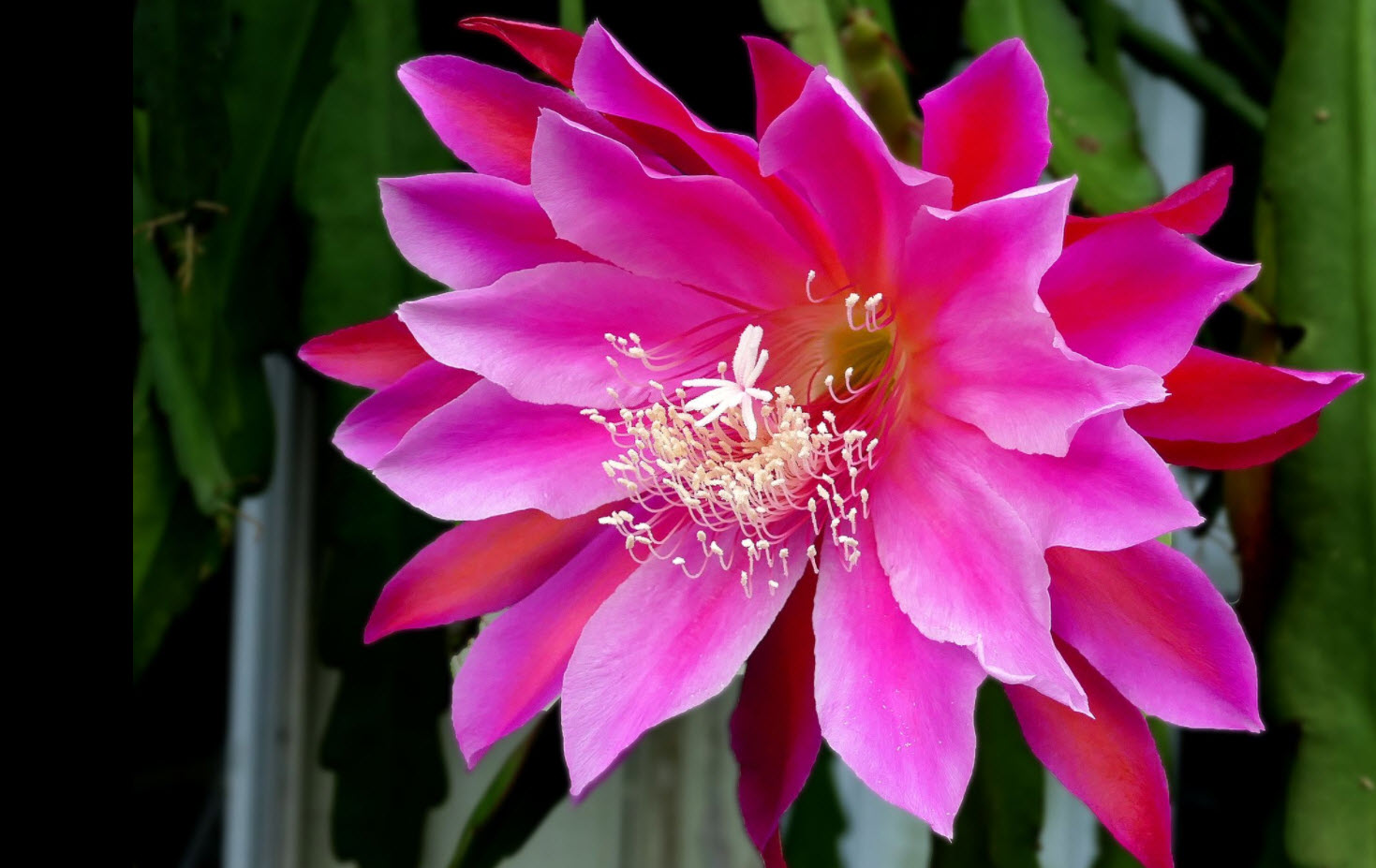 Plantfiles Pictures Hybrid Epiphyllum Orchid Cactus PlantFiles