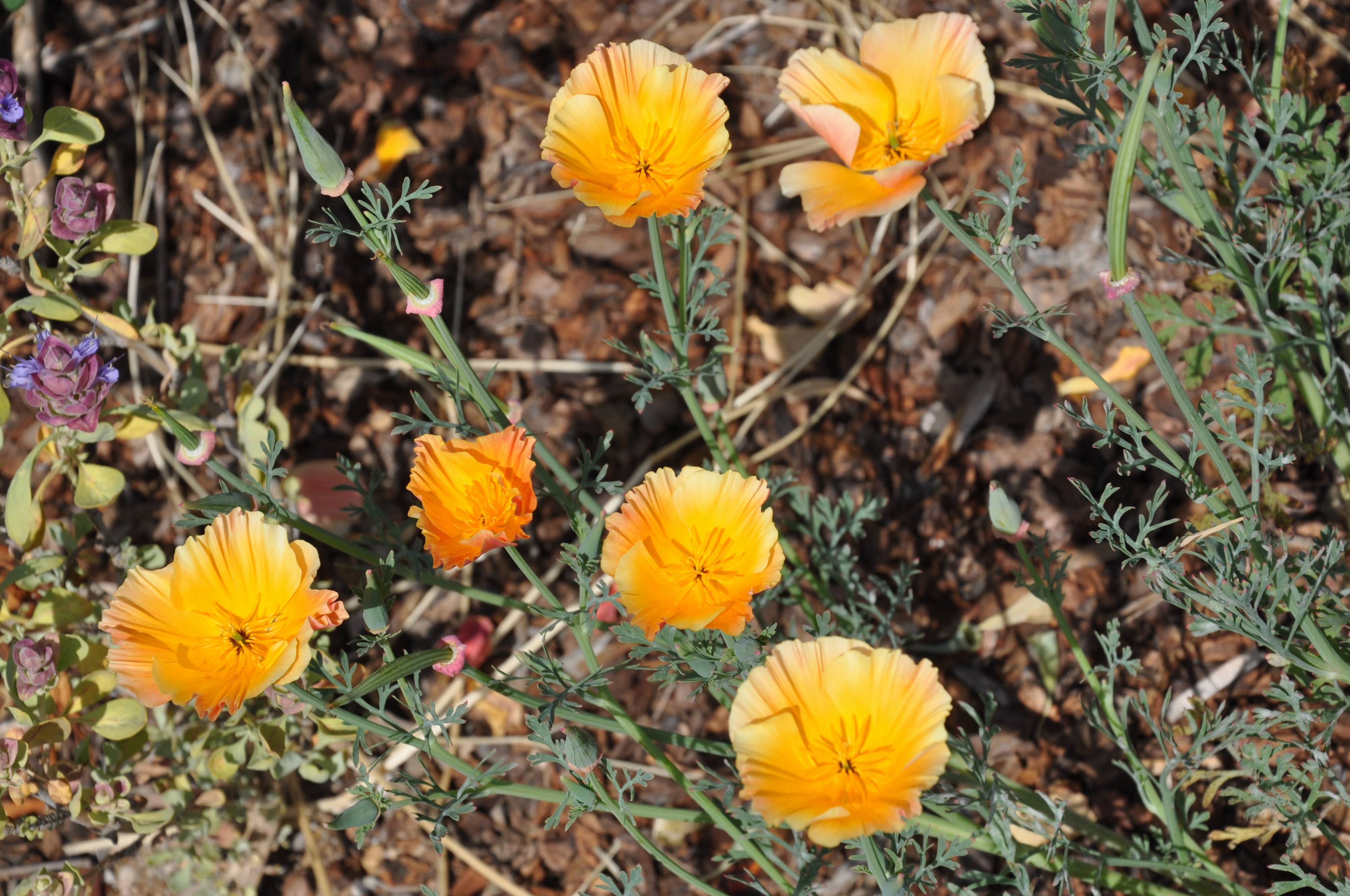 California Beach Yellow Flowers