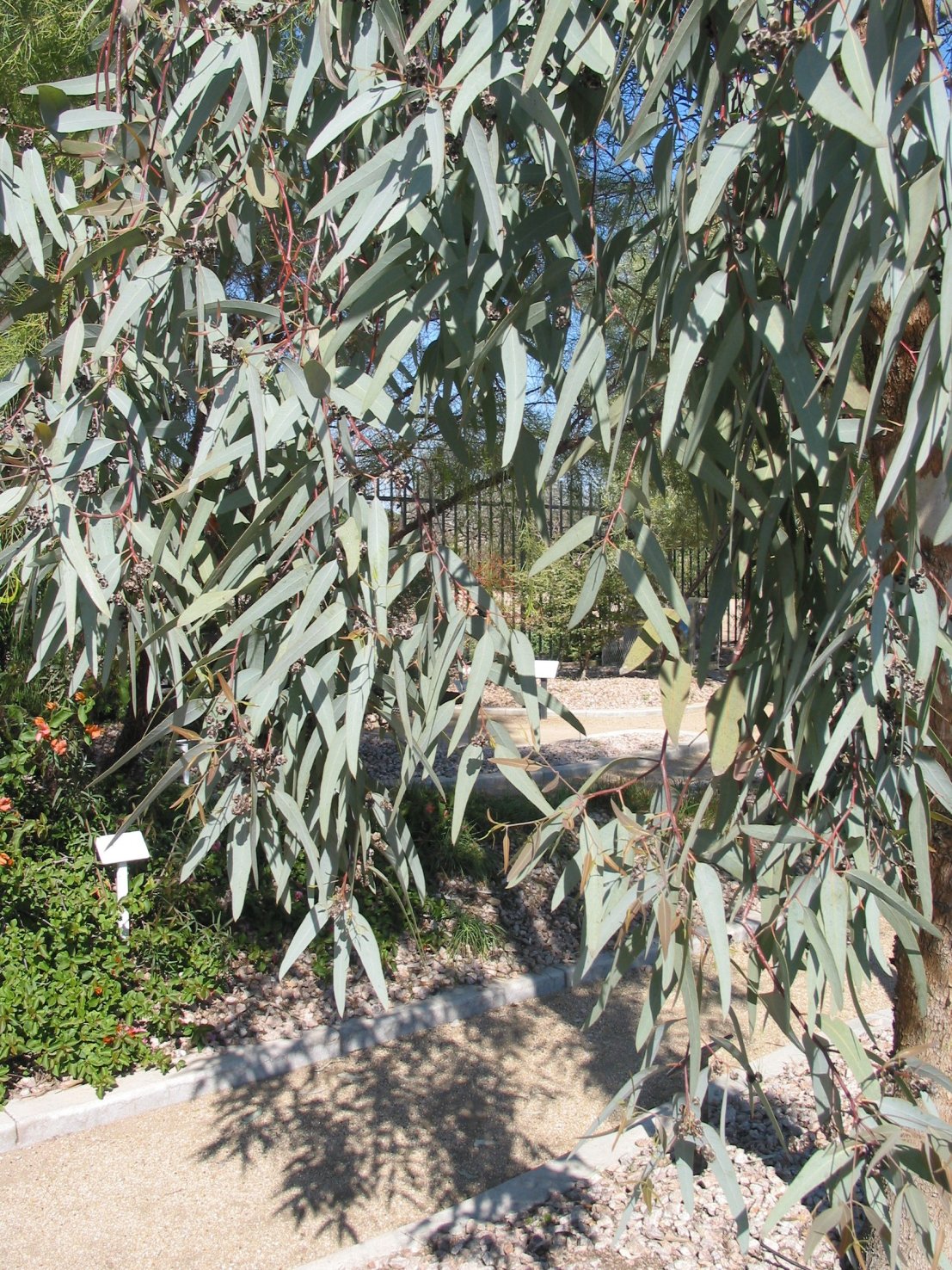 Eucalyptus microtheca - Coolibah | PlantMaster