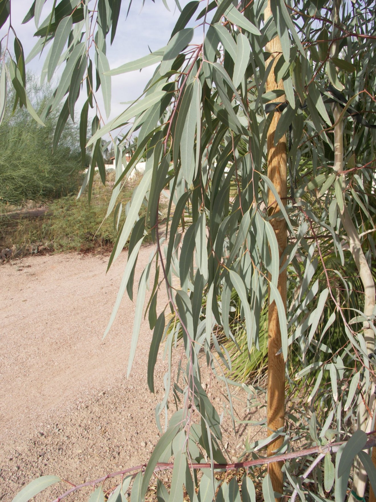Eucalyptus microtheca - Coolibah | PlantMaster