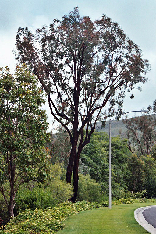 Eucalyptus sideroxylon 'Rosea' - Red Ironbark | PlantMaster