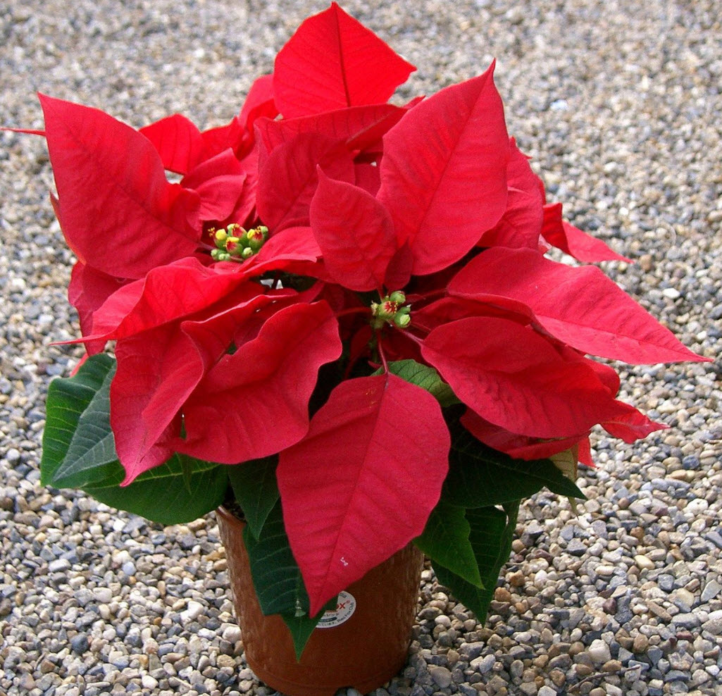 Euphorbia pulcherrima - Poinsettia, Christmas Flower | PlantMaster