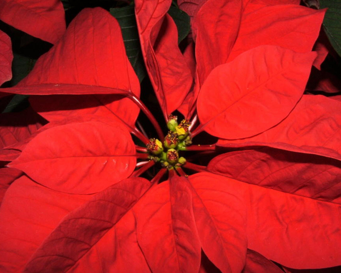 Euphorbia pulcherrima - Poinsettia, Christmas Flower | PlantMaster
