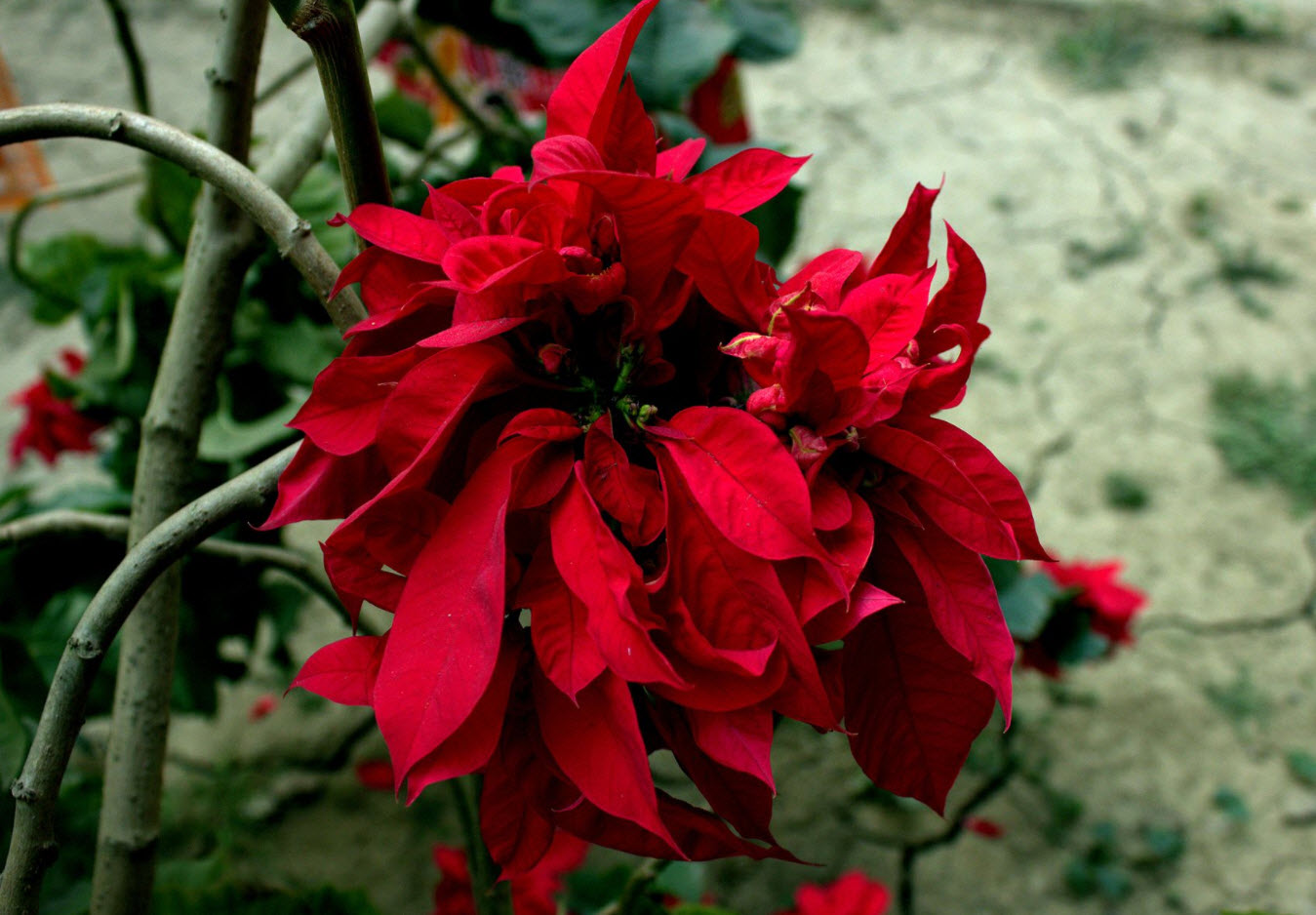 Euphorbia pulcherrima - Poinsettia, Christmas Flower | PlantMaster