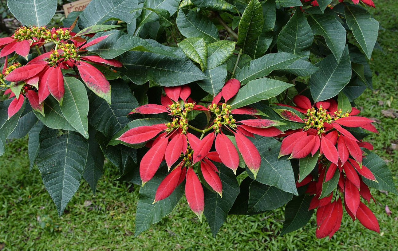 Euphorbia pulcherrima - Poinsettia, Christmas Flower | PlantMaster