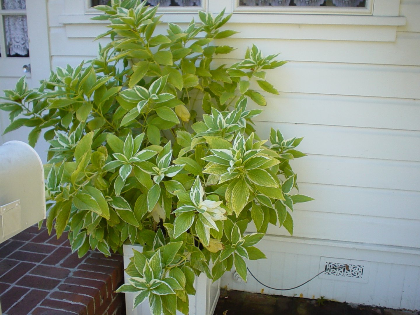 Hydrangea macrophylla 'Variegata' - Variegated Hydrangea | PlantMaster