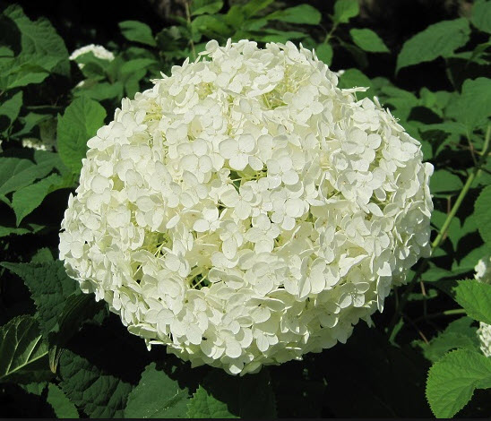 Hydrangea macrophylla 'White' - White Bigleaf Hydrangea | PlantMaster
