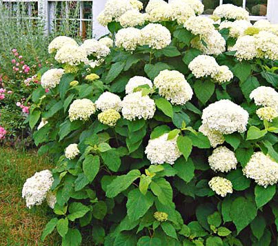 Hydrangea macrophylla 'White' - White Bigleaf Hydrangea | PlantMaster