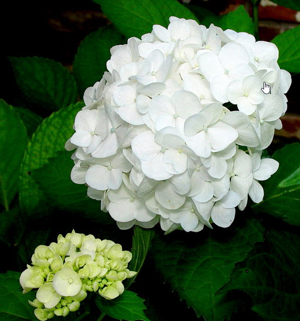 Hydrangea macrophylla 'White' - White Bigleaf Hydrangea | PlantMaster