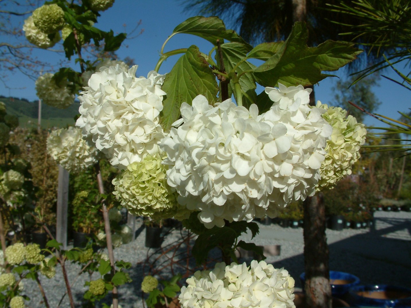 Hydrangea macrophylla 'White' - White Bigleaf Hydrangea | PlantMaster