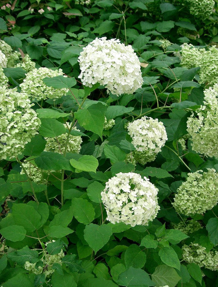 Hydrangea macrophylla 'White' - White Bigleaf Hydrangea | PlantMaster