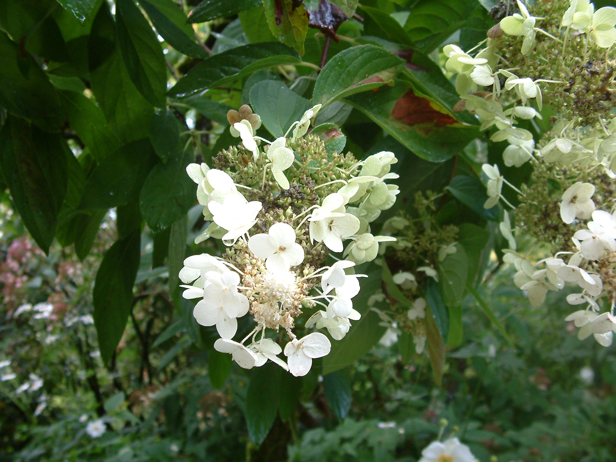 Hydrangea Paniculata Grandiflora Tree Full Sun | Woodleigh Nursery