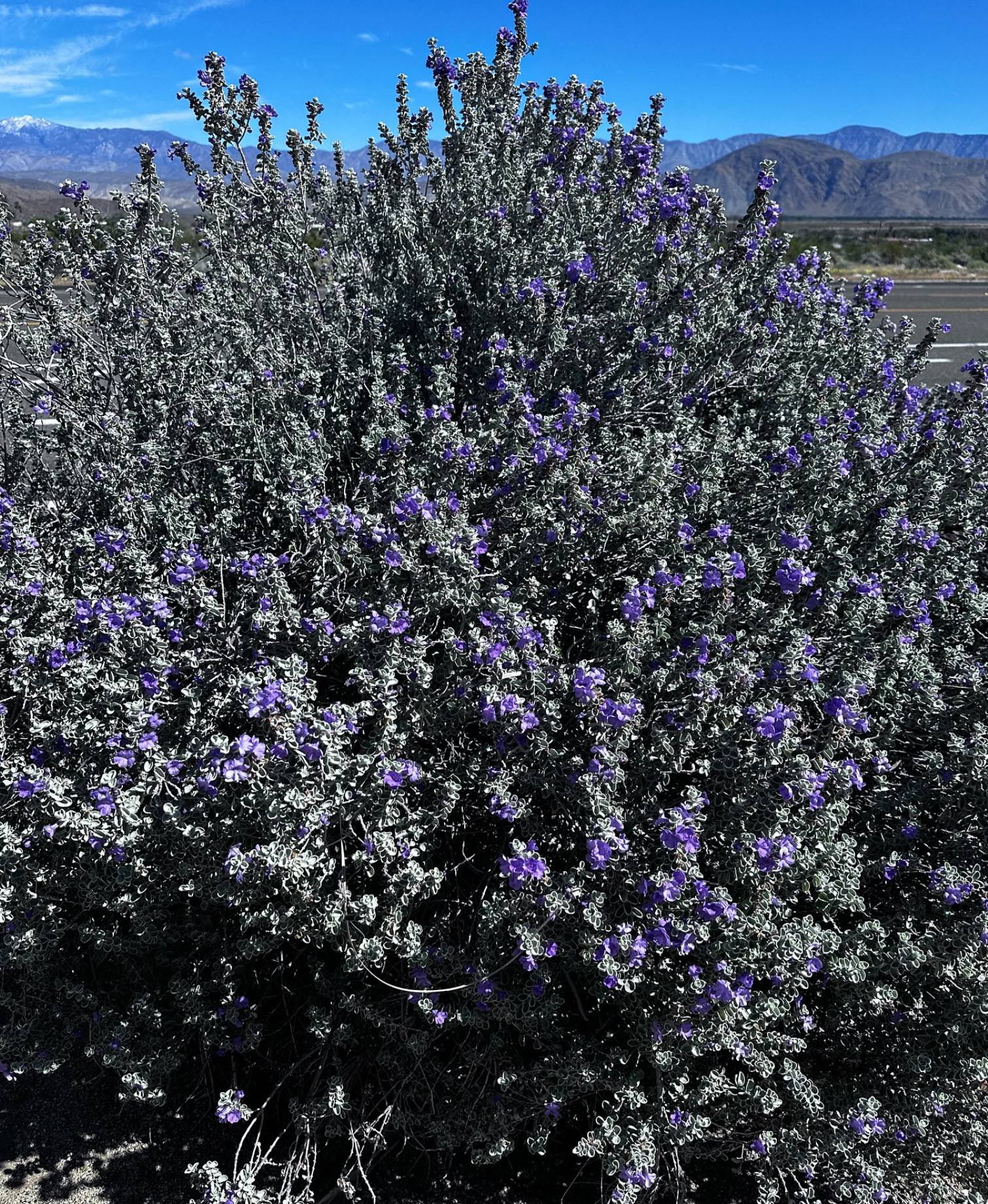 Hyptis emoryi - Desert Lavender | PlantMaster