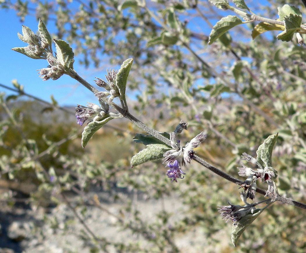 Hyptis emoryi - Desert Lavender | PlantMaster