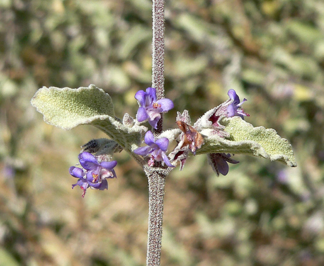 Hyptis emoryi - Desert Lavender | PlantMaster