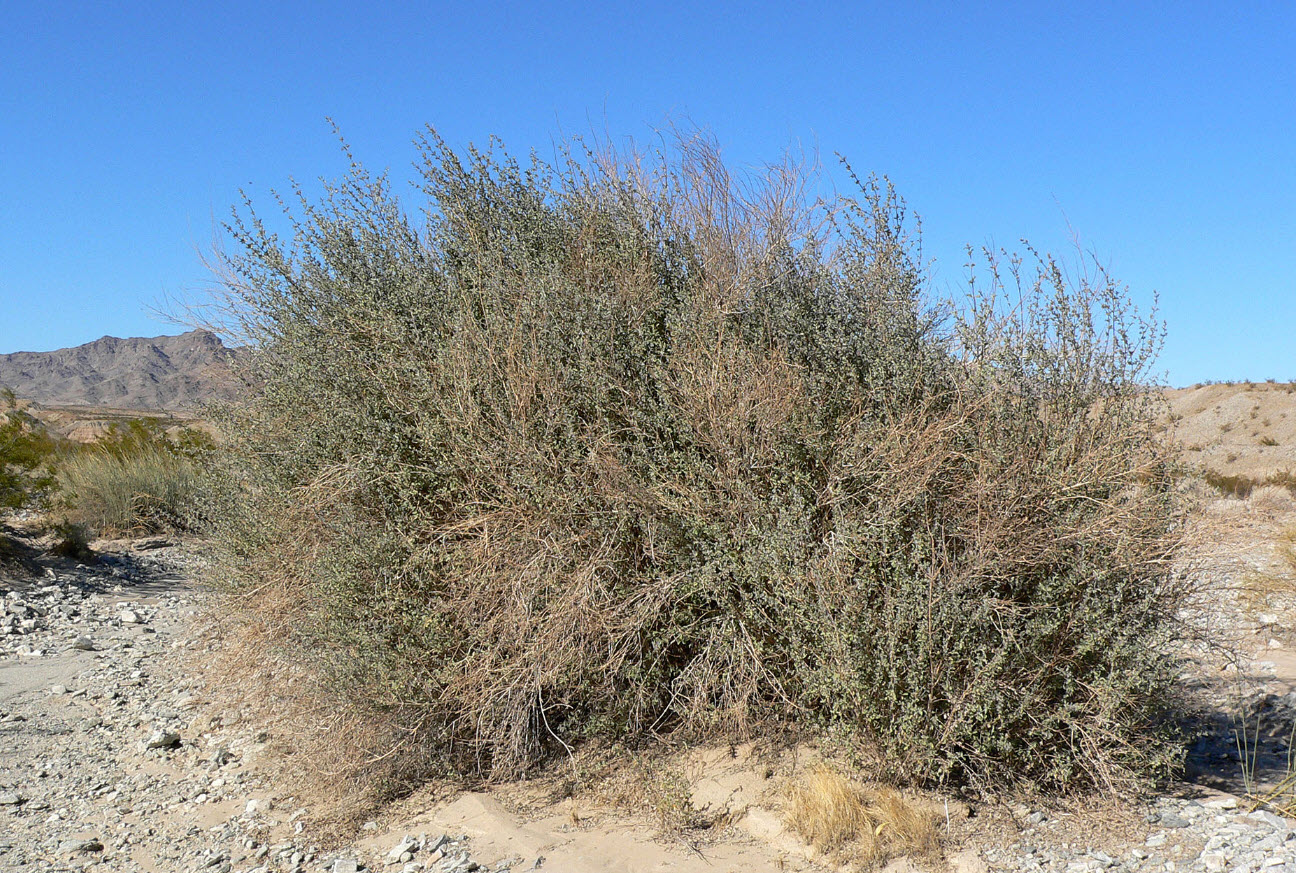 Hyptis emoryi - Desert Lavender | PlantMaster