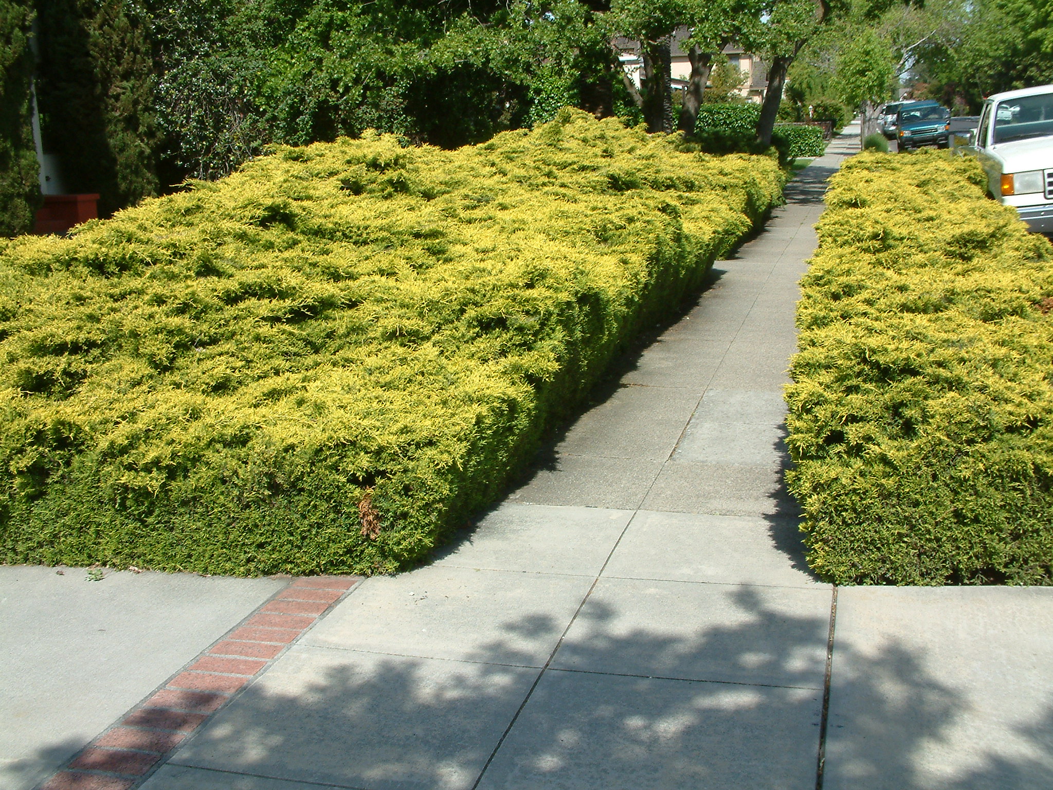 Old Gold Juniper Hedge Sea Of Gold Juniper