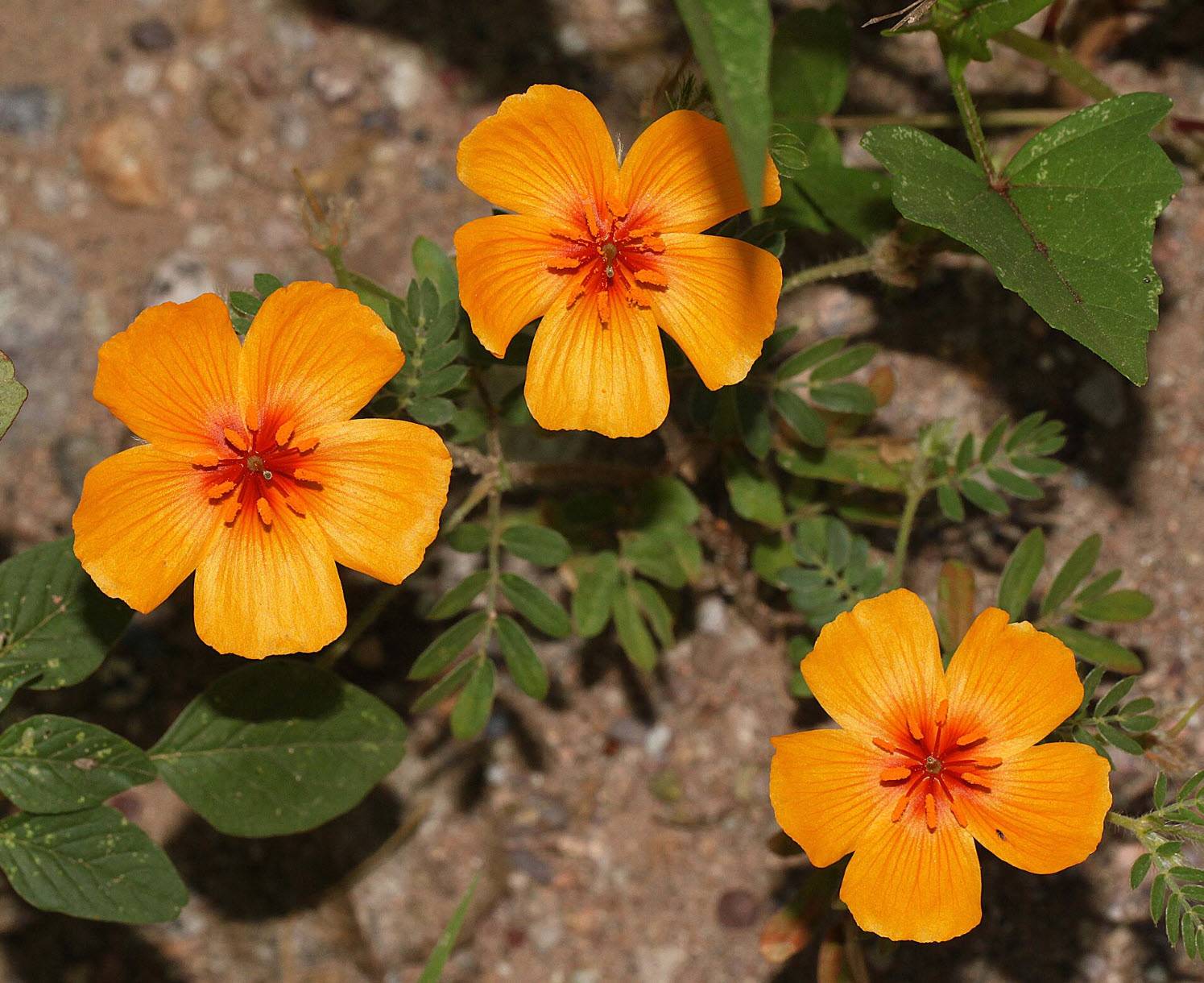 Kallstroemia grandiflora - Arizona Poppy | PlantMaster