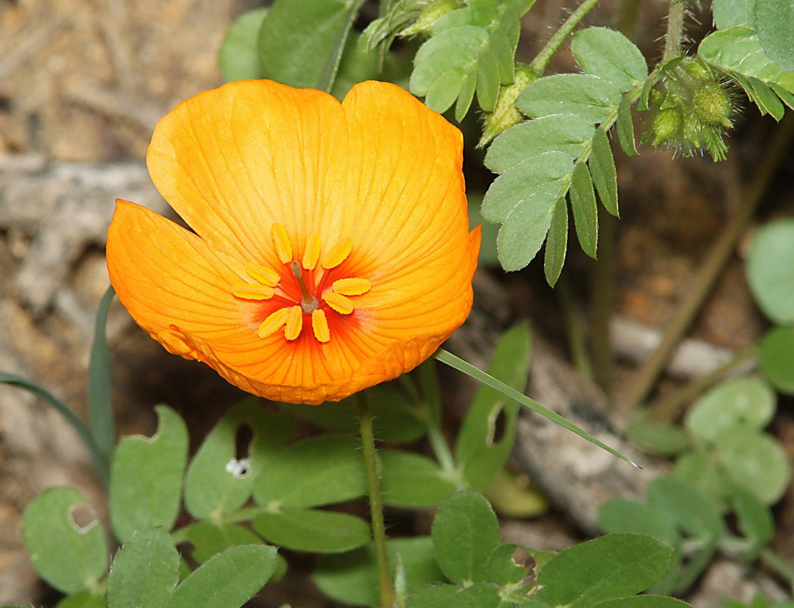 Kallstroemia grandiflora - Arizona Poppy | PlantMaster