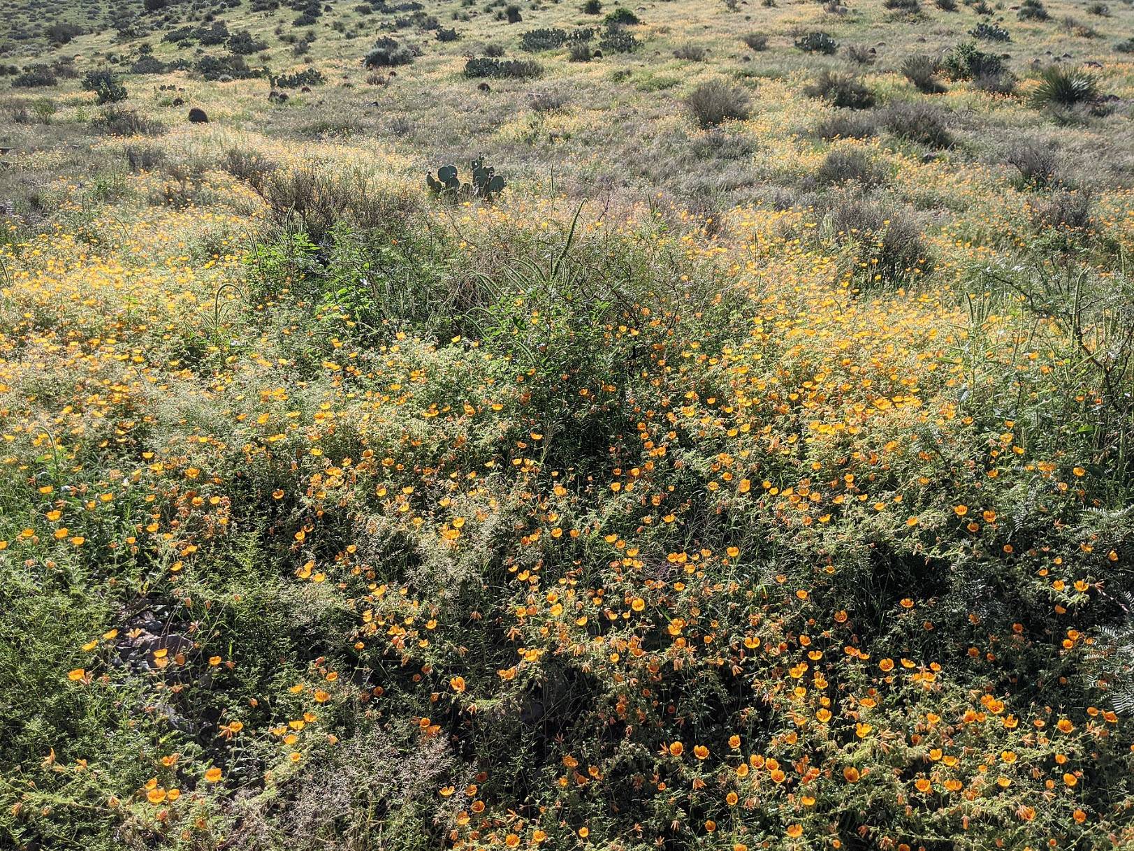 Kallstroemia grandiflora - Arizona Poppy | PlantMaster
