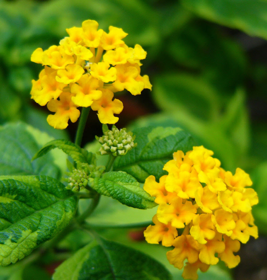 Lantana 'Yellow' - Yellow Lantana | PlantMaster
