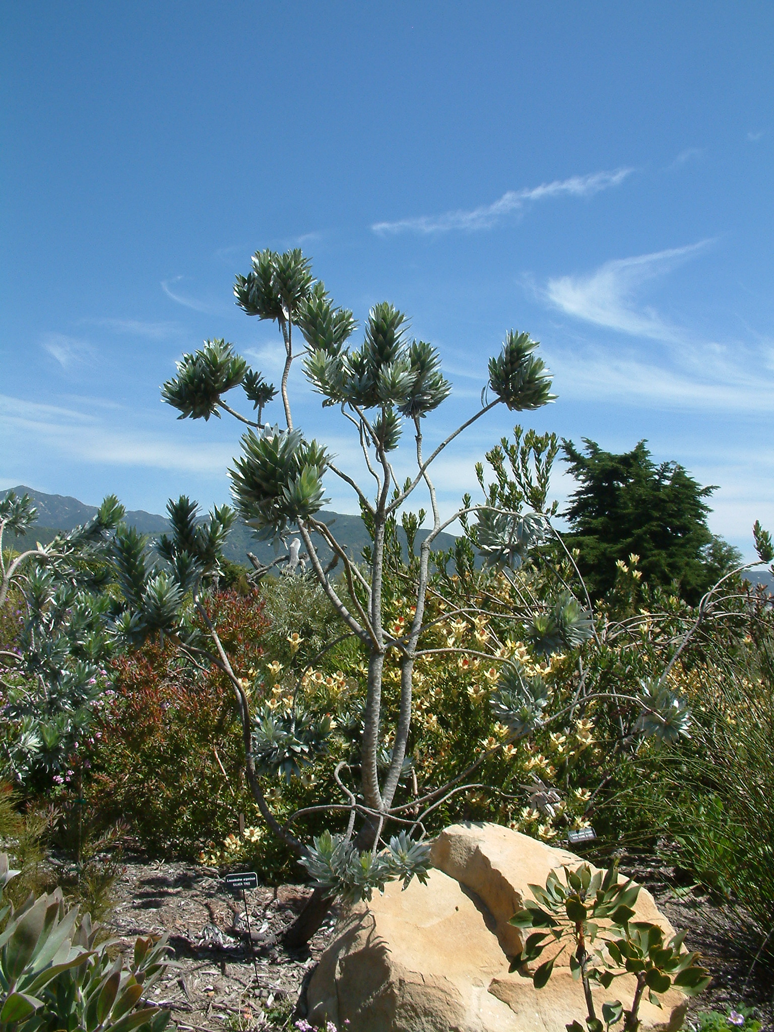 Leucadendron argenteum - Silver Tree | PlantMaster