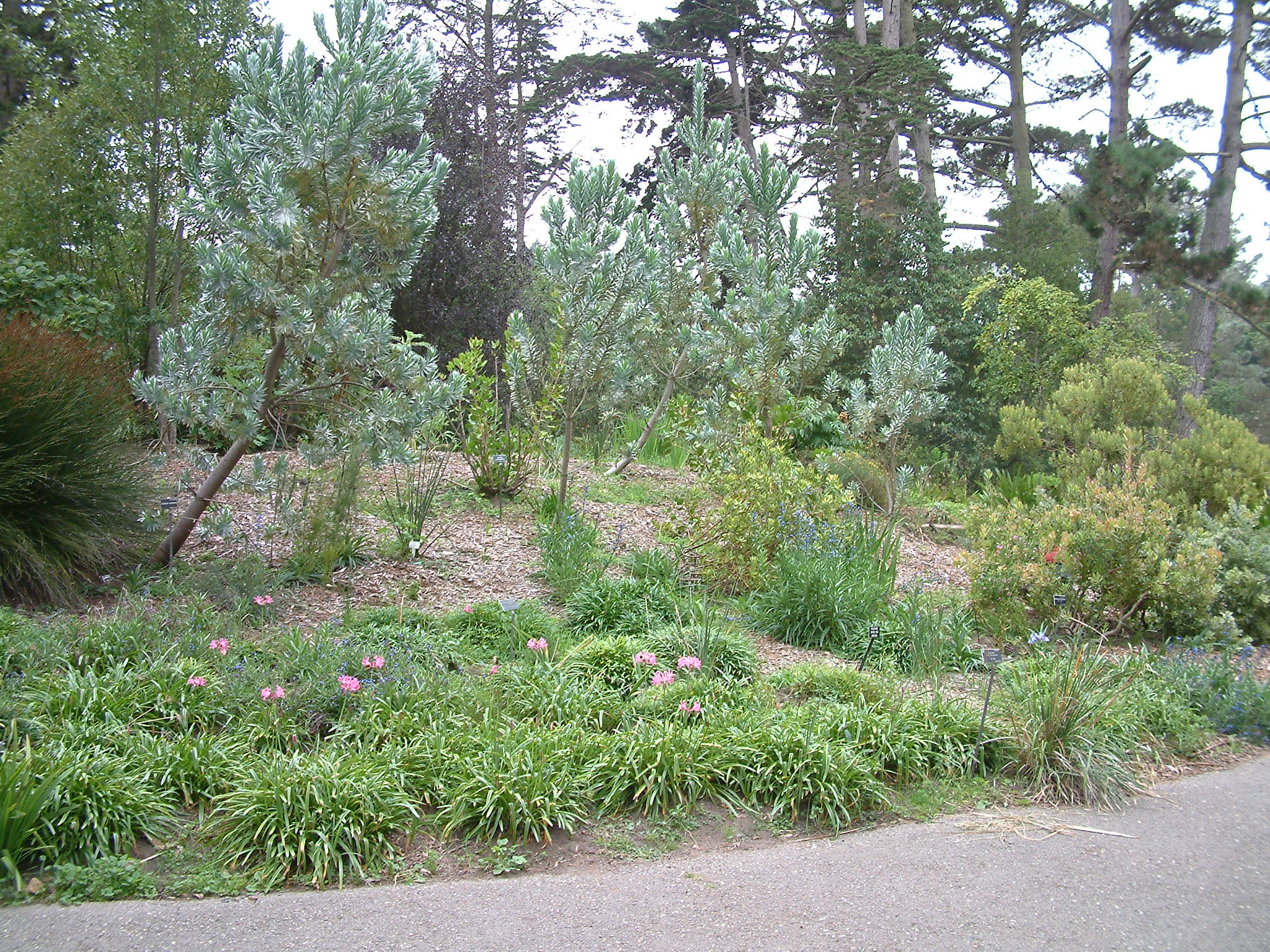 Leucadendron argenteum - Silver Tree | PlantMaster