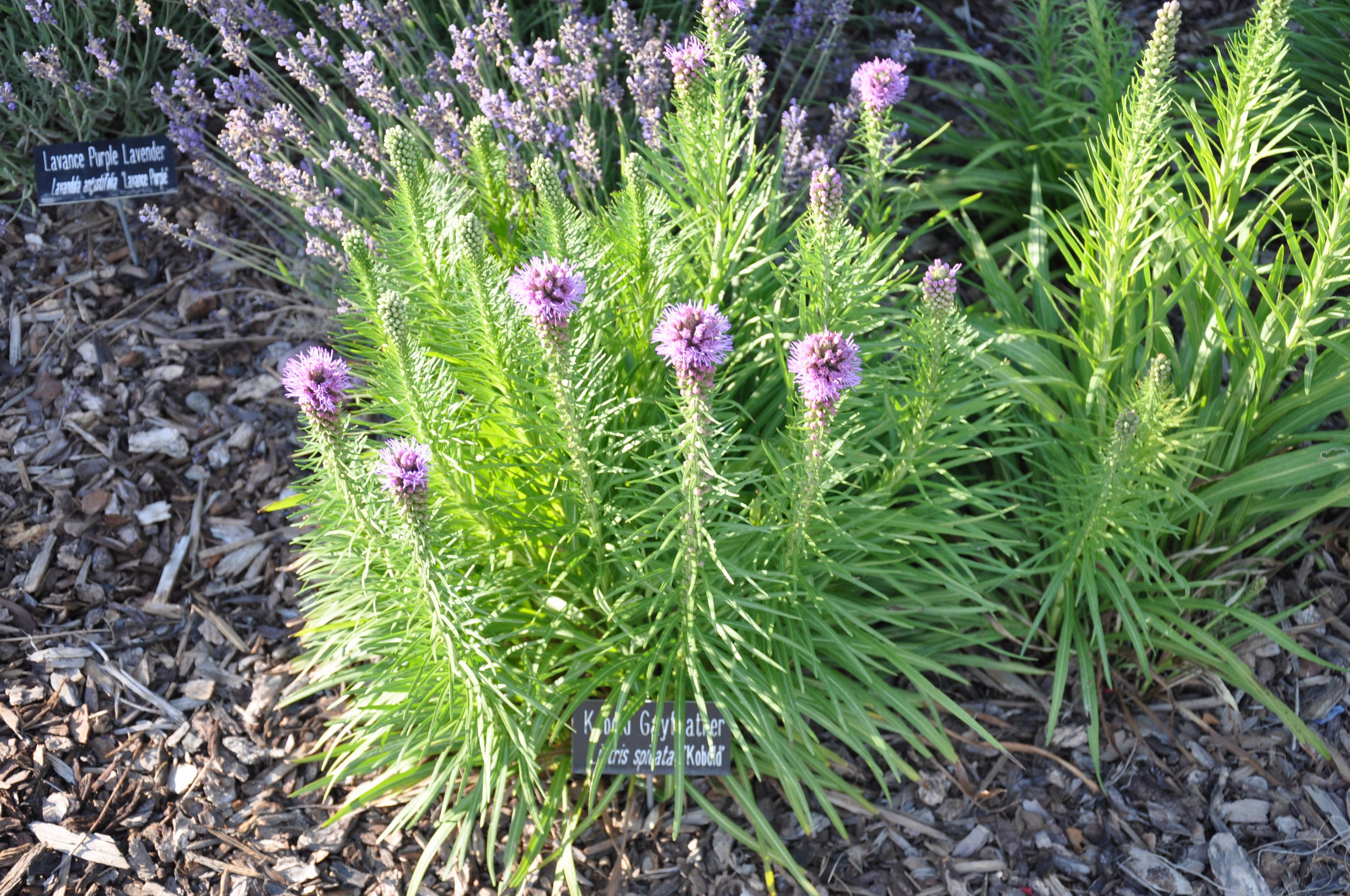 Liatris Spicata Kobold Rhs