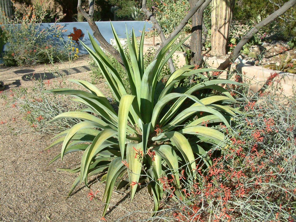 Agave desmetiana - Smooth Agave | PlantMaster
