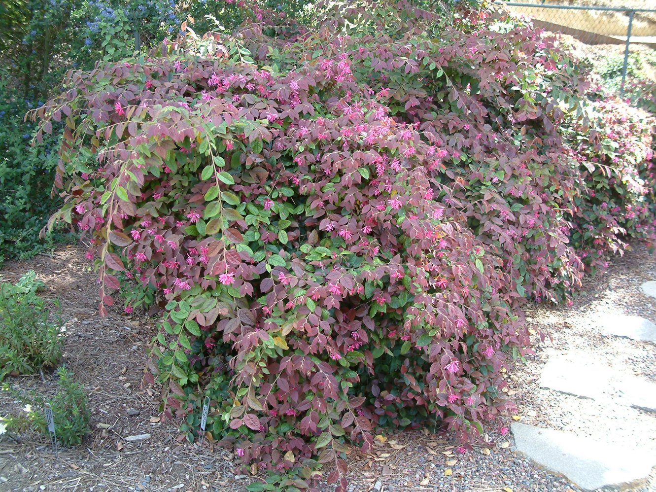 Plum Delight Loropetalum