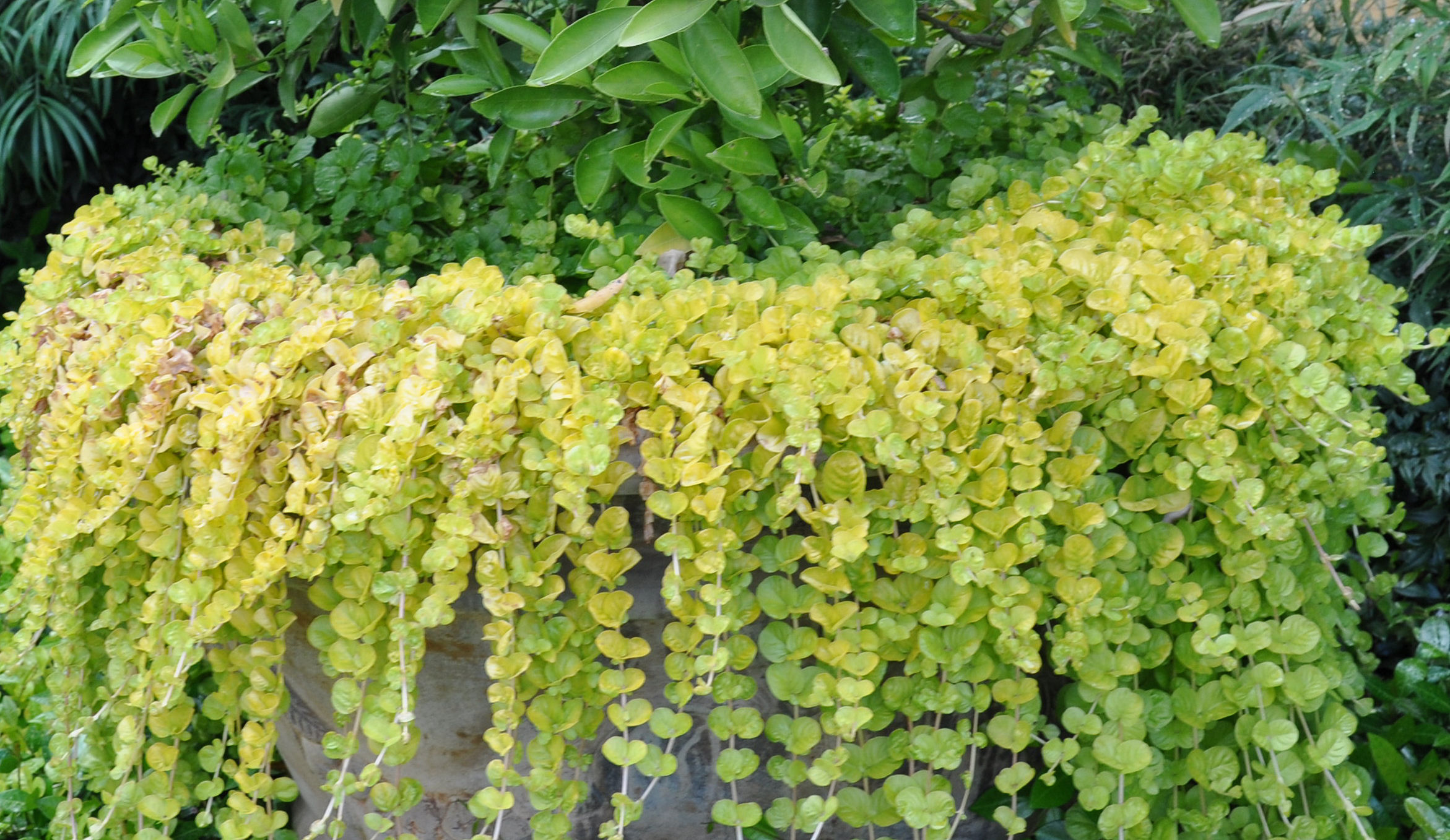 Moneywort As Ground Cover Slideshow: 10 Great Groundcovers To Rely