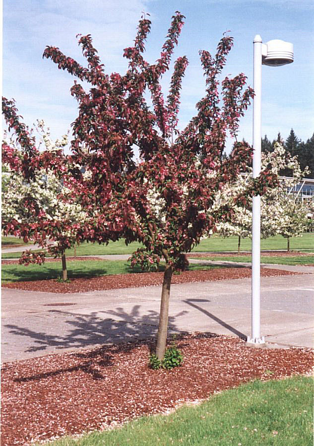 Malus 'Centurion' - Centurion Crabapple | PlantMaster