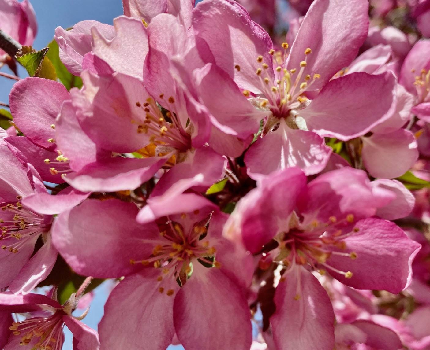 Malus 'Radiant' - Radiant Crabapple | PlantMaster