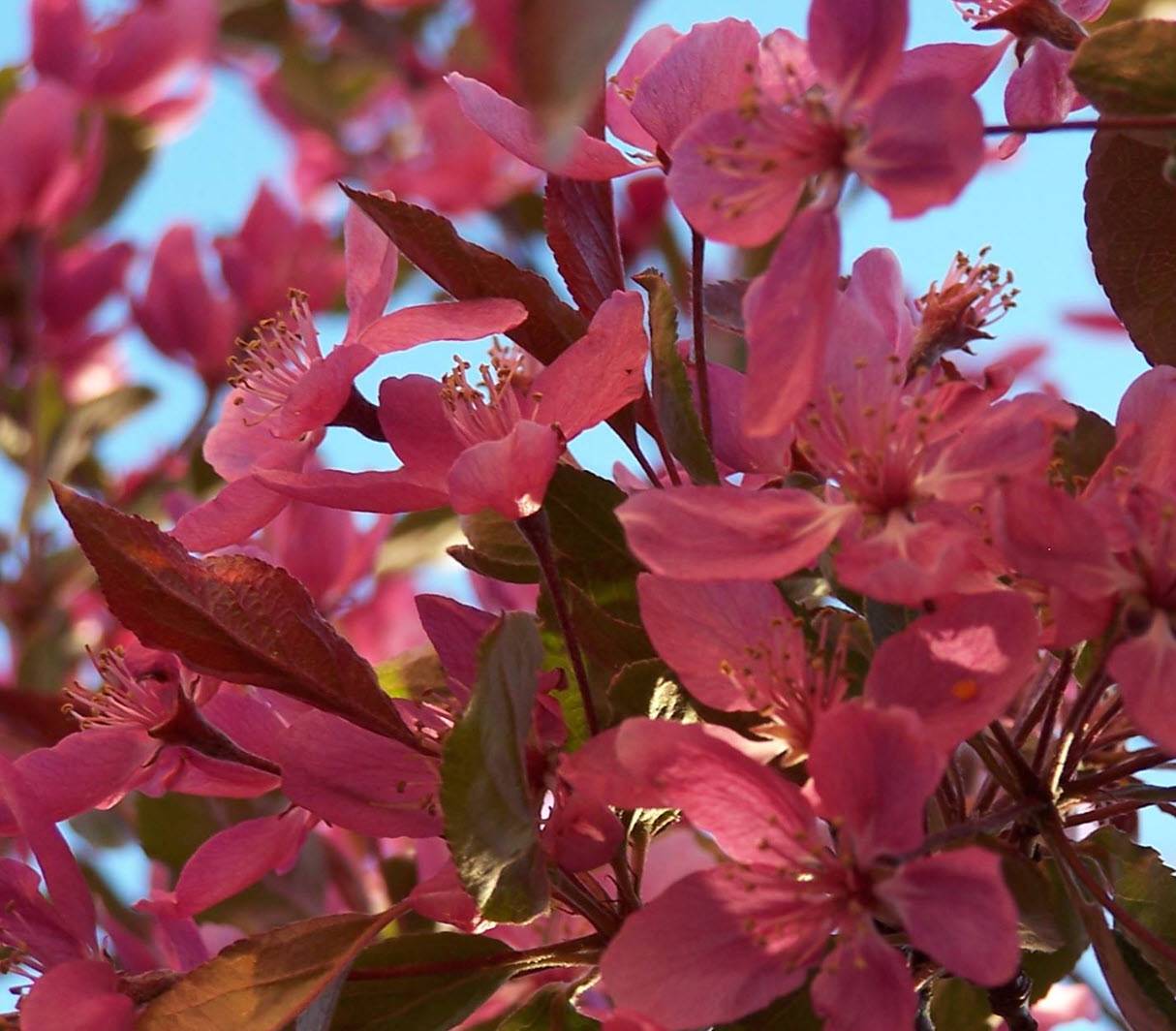 Malus 'Radiant' - Radiant Crabapple | PlantMaster