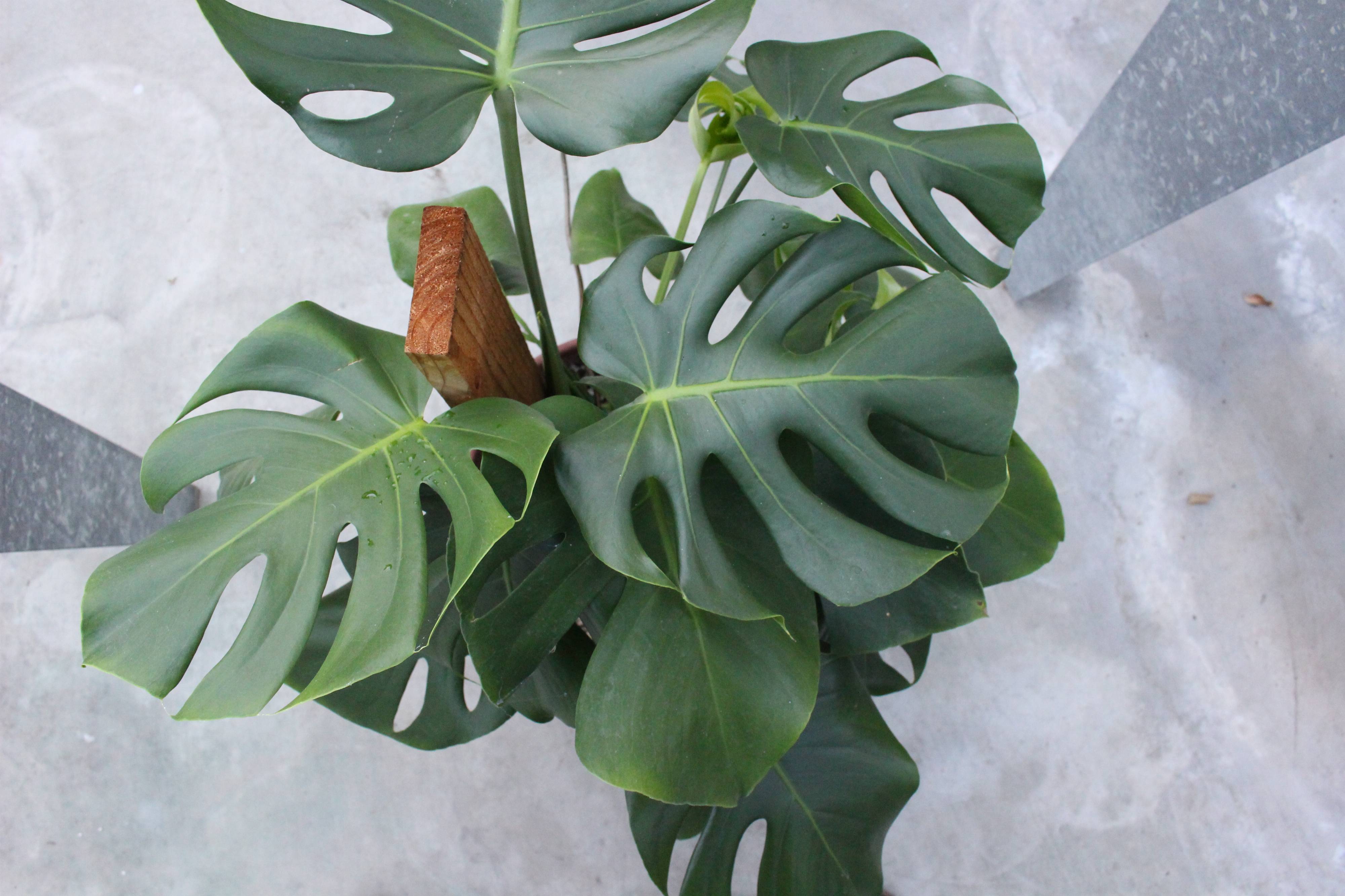 Monstera deliciosa - Monstera | PlantMaster