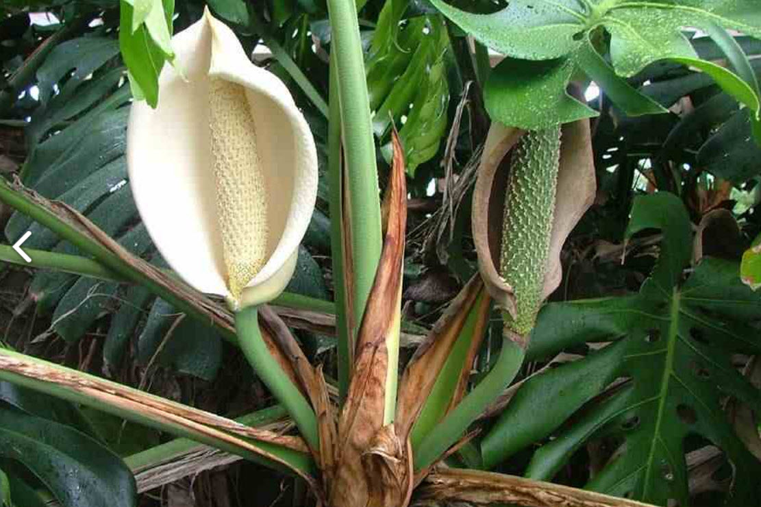 Monstera deliciosa - Monstera | PlantMaster