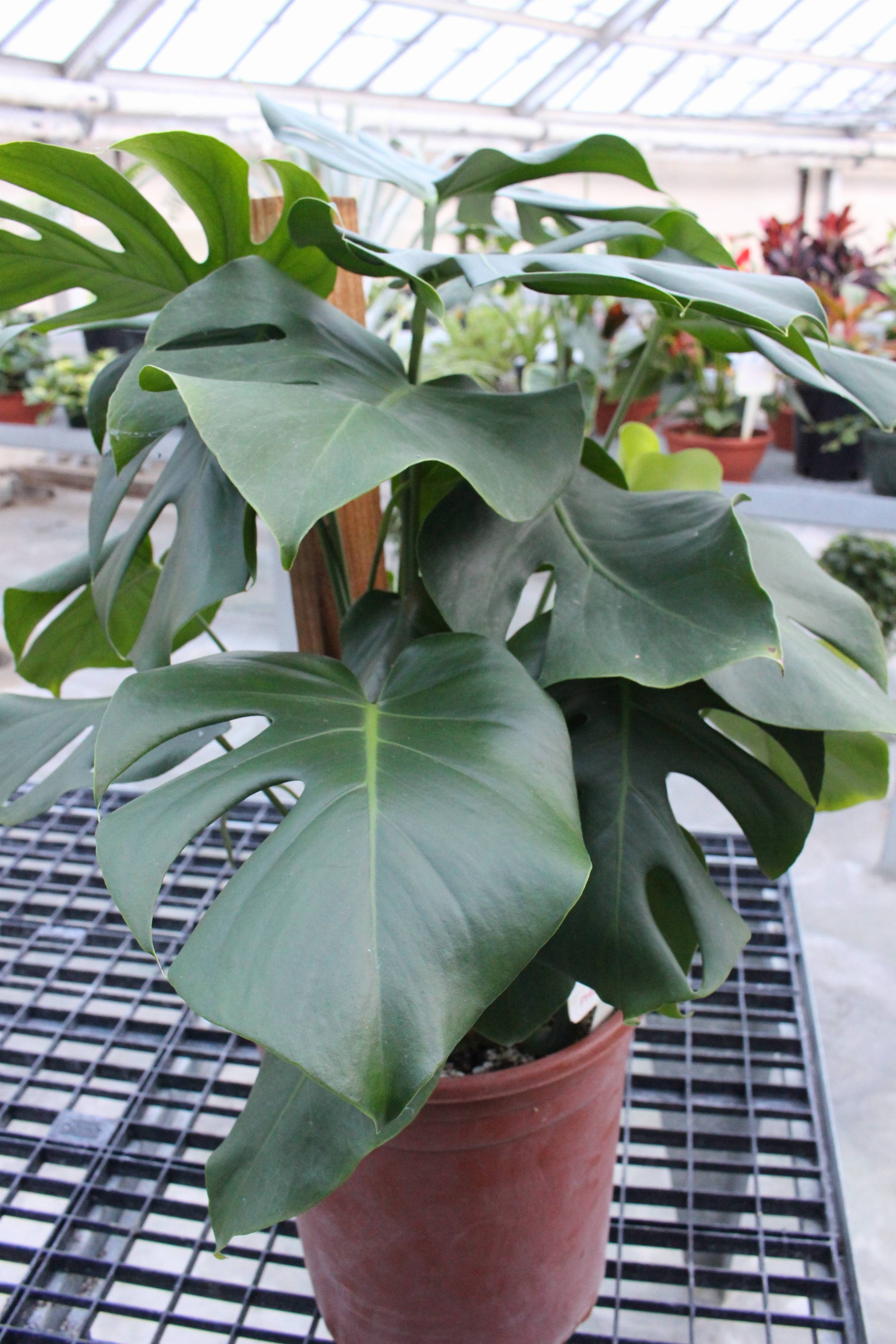 Monstera deliciosa - Monstera | PlantMaster