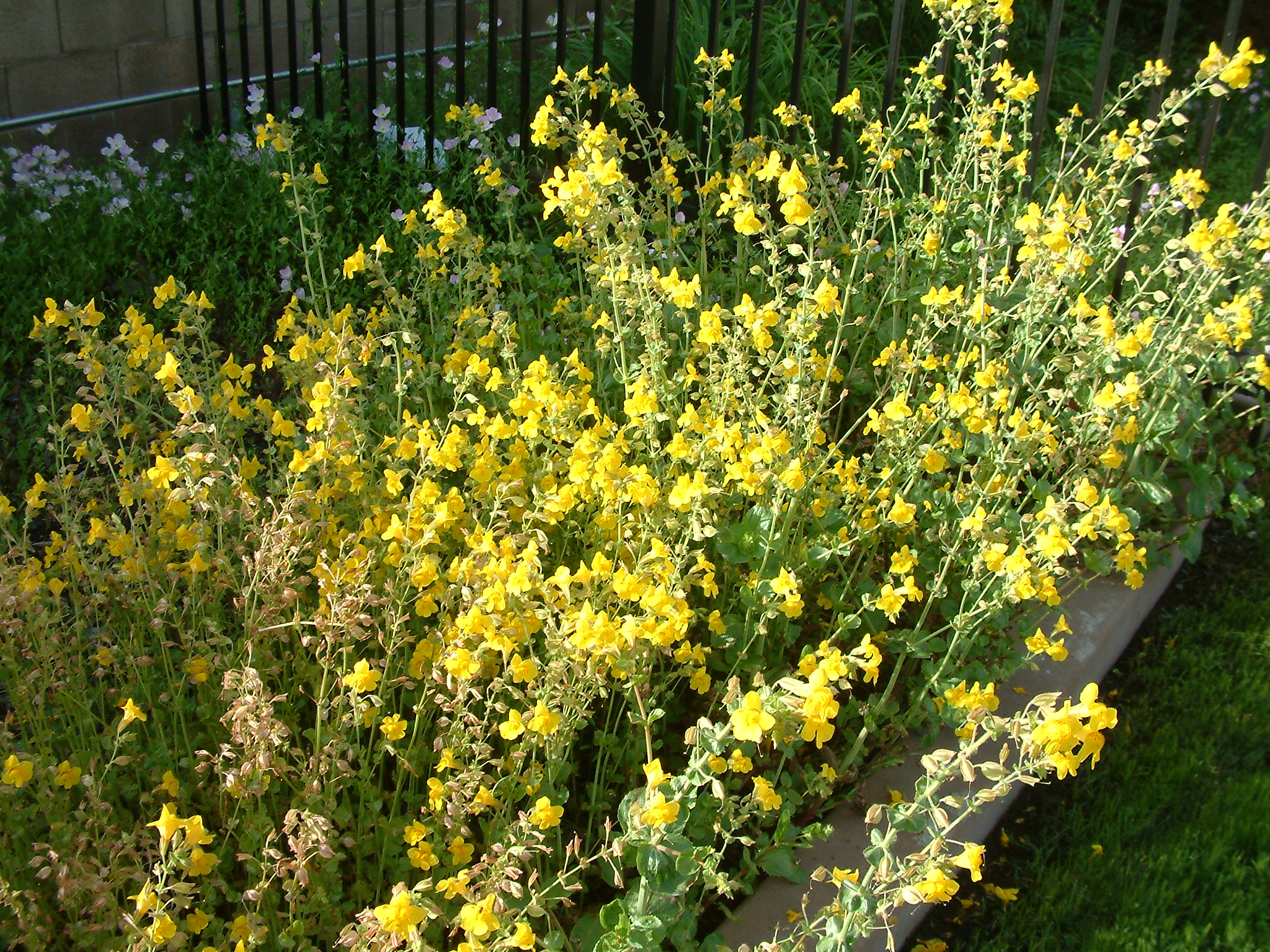 Mimulus x hybridus - Monkey Flower | PlantMaster