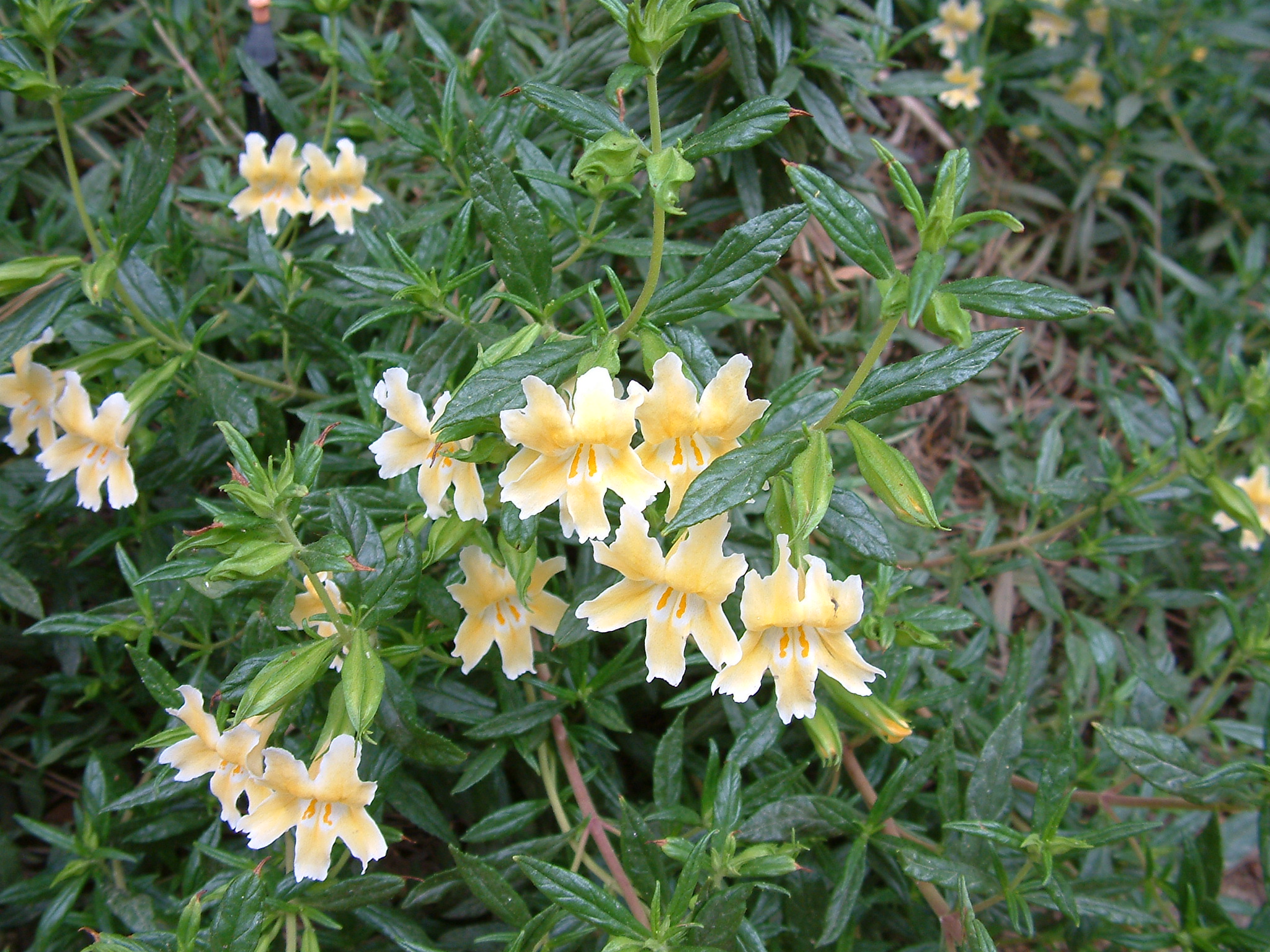 Mimulus x hybridus - Monkey Flower | PlantMaster