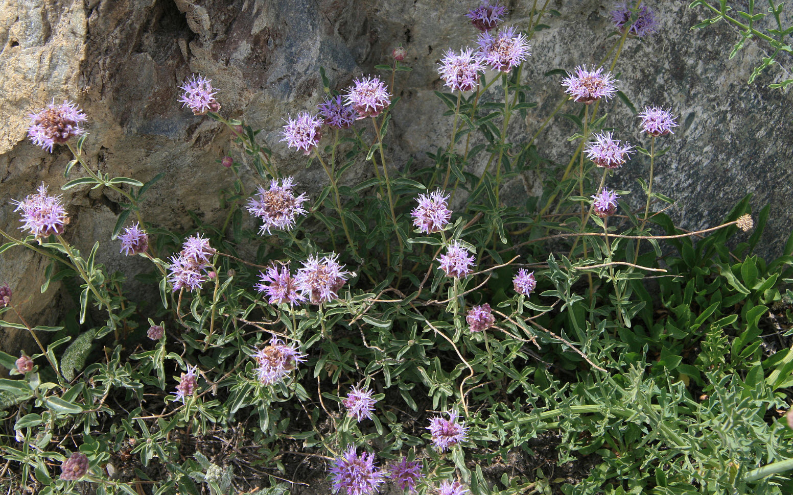 Monardella odoratissima - Mountain Pennyroyal | PlantMaster