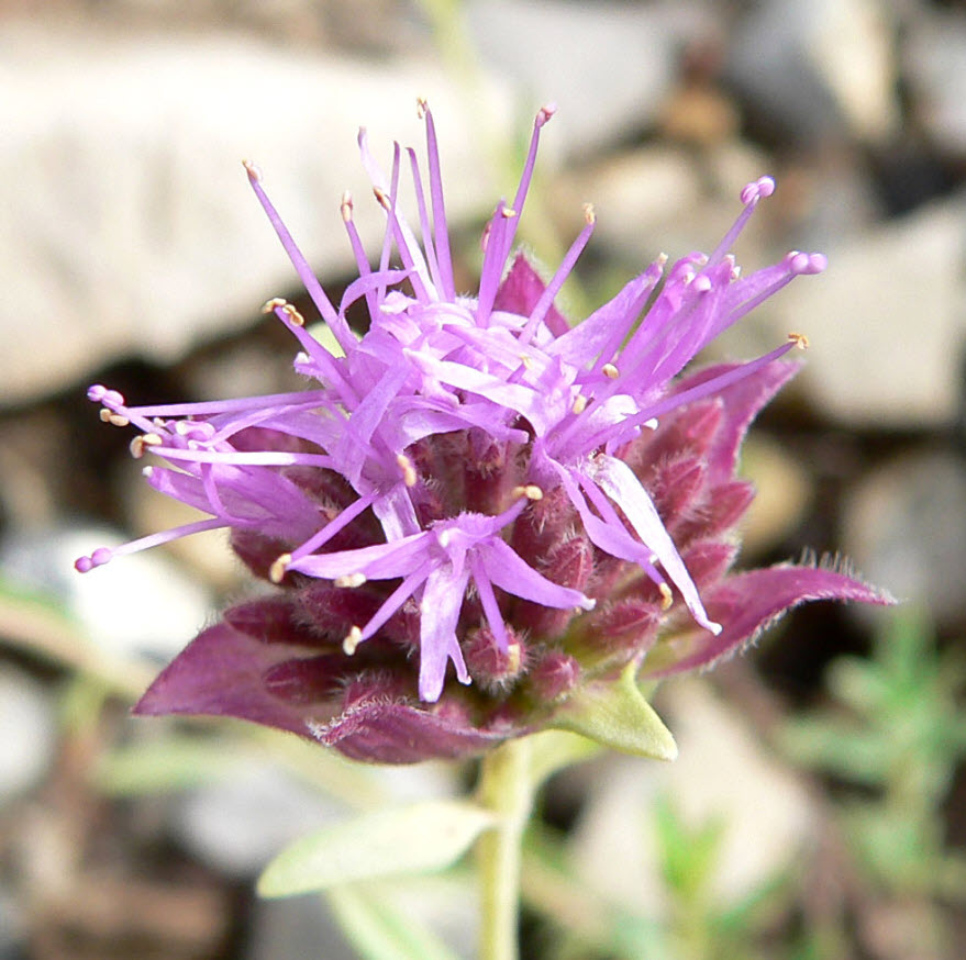 Monardella odoratissima - Mountain Pennyroyal | PlantMaster