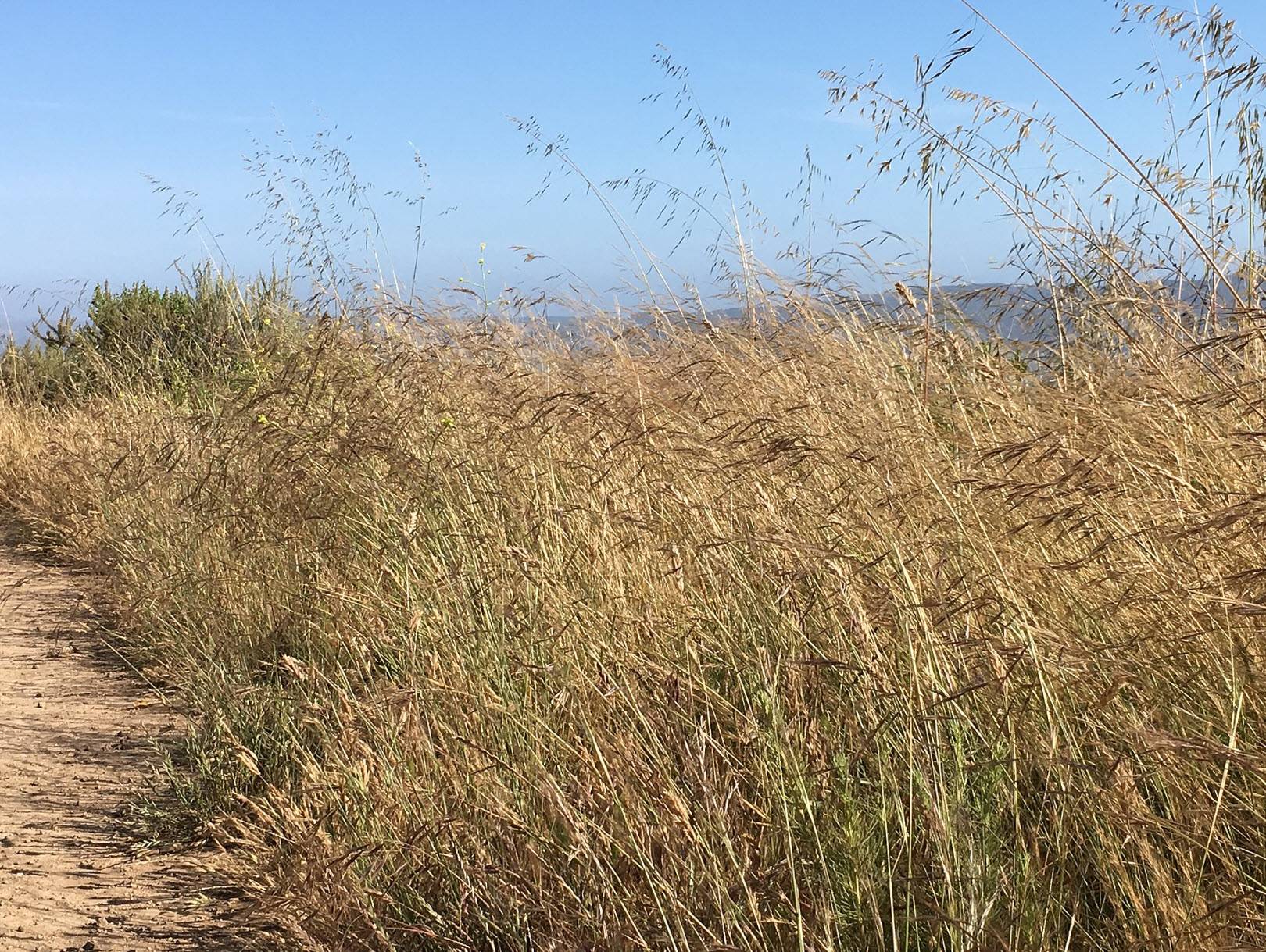 Stipa pulchra - Purple Needlegrass | PlantMaster