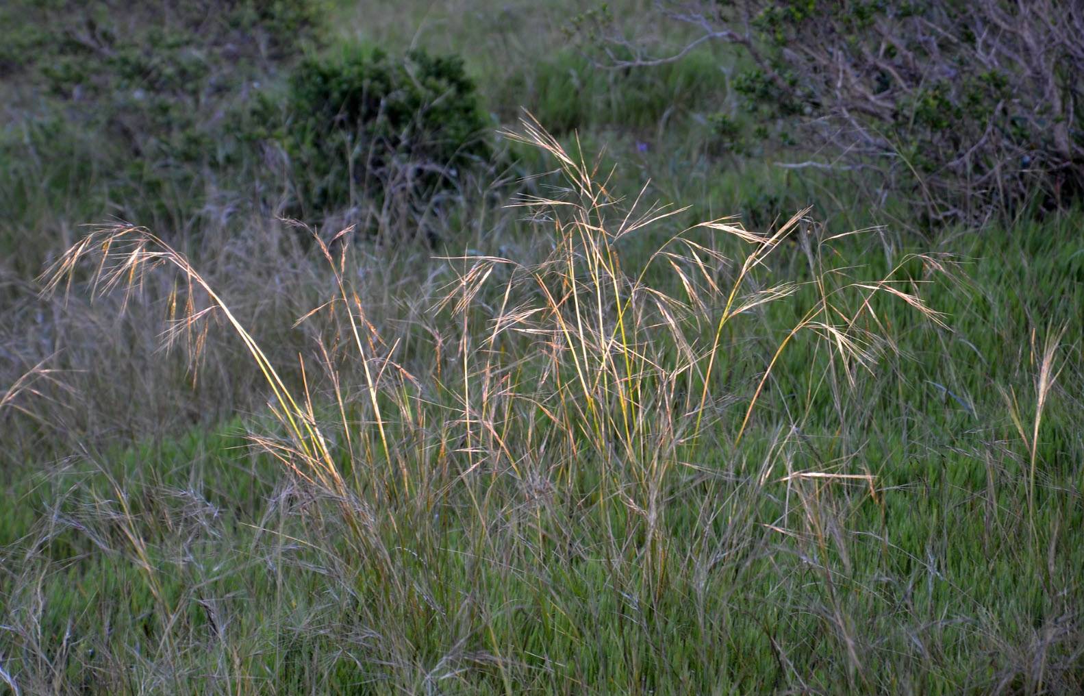 Nassella Pulchra