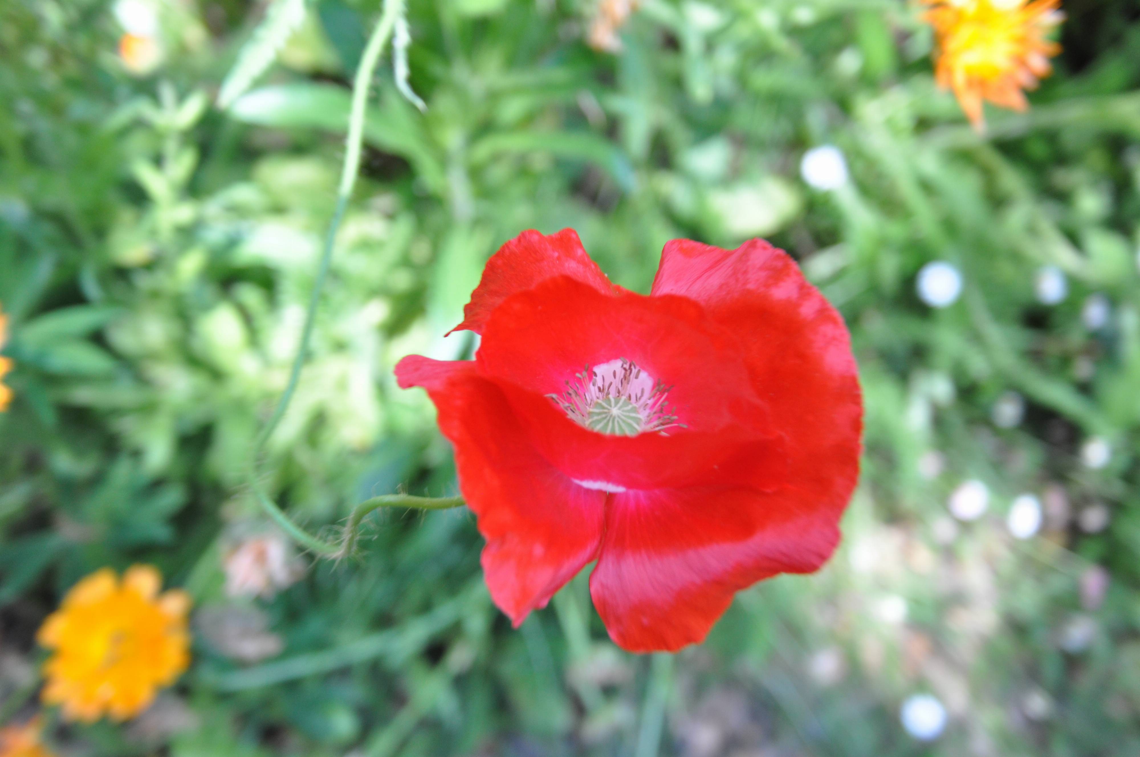 Papaver rhoeas - Flanders Poppy | PlantMaster