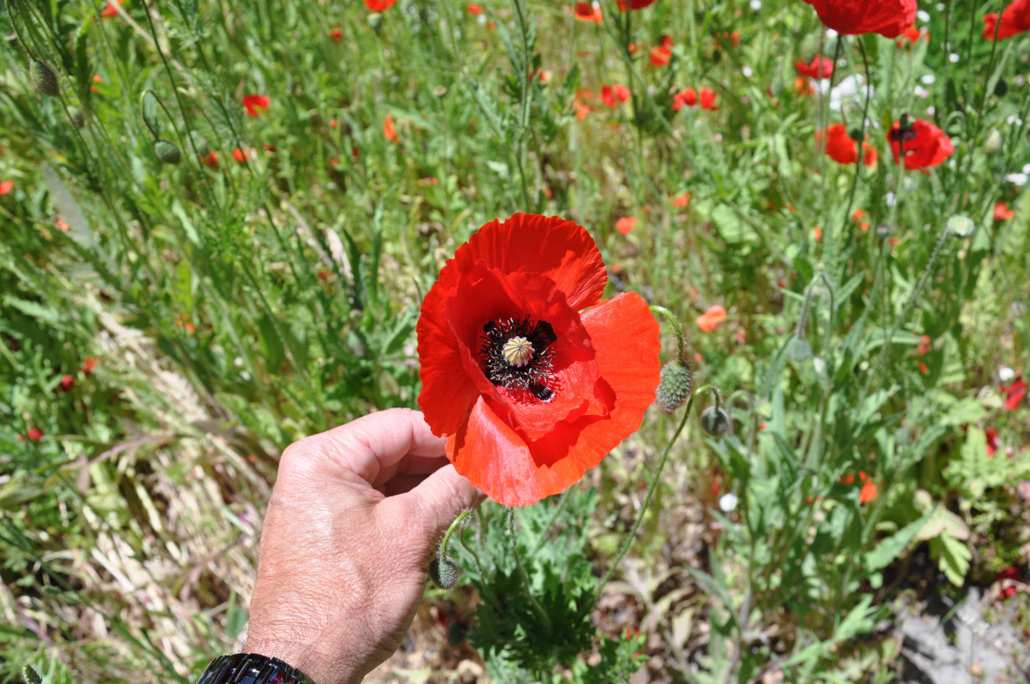 Papaver rhoeas - Flanders Poppy | PlantMaster